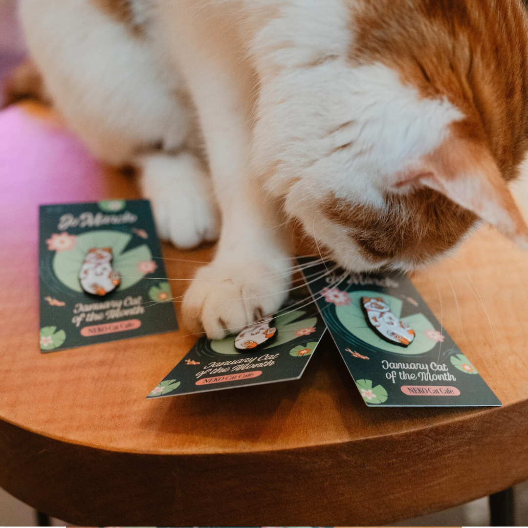 NEKO: A Cat Cafe