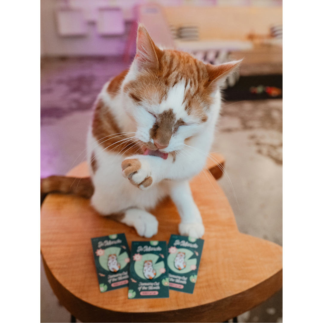 NEKO: A Cat Cafe