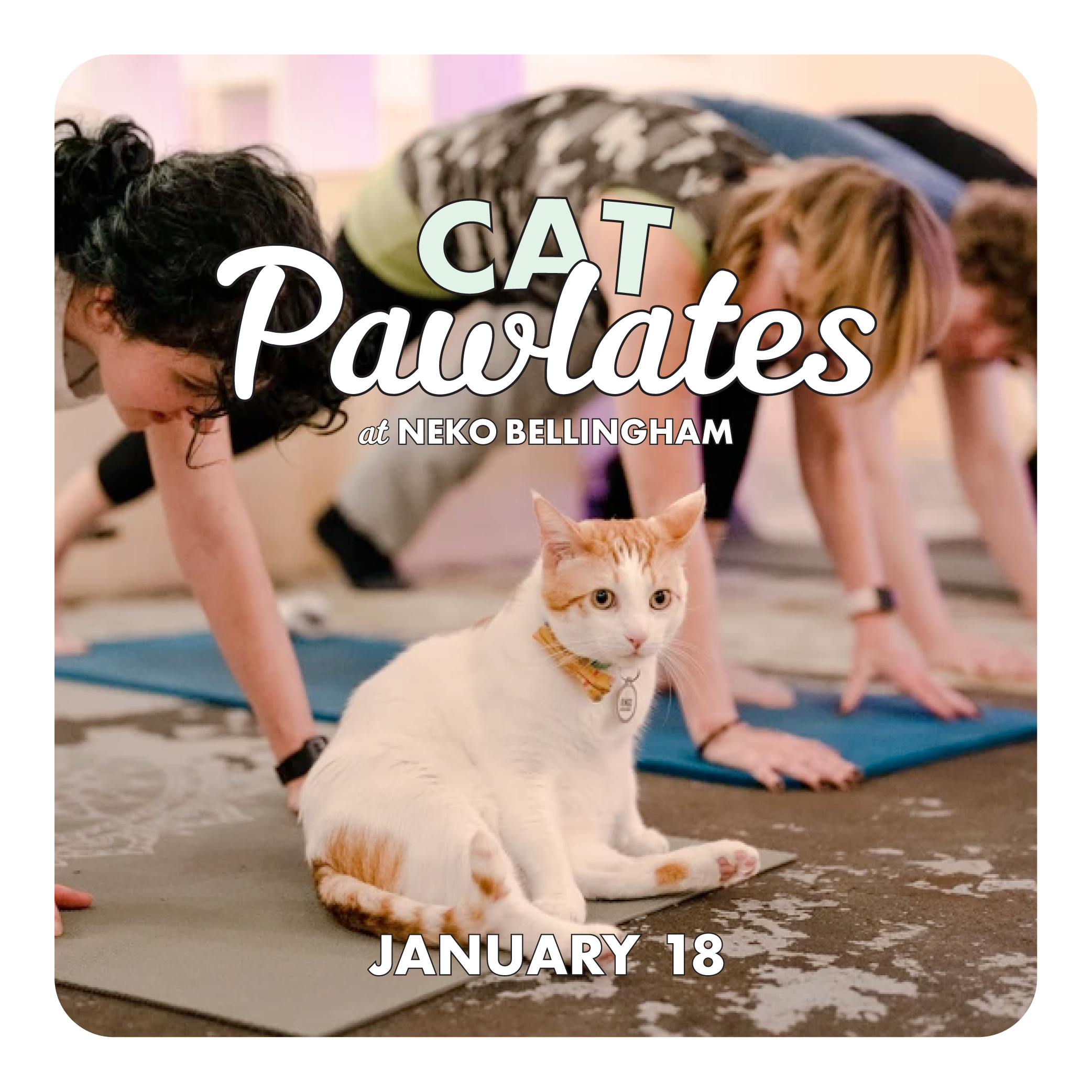Cat Pawlates | Feb 15 | NEKO Bellingham | NEKO: A Cat Cafe